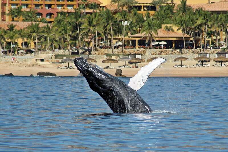 Cabo San Lucas: Whale Watching Experience on Catamaran - Who Will Love This Tour?