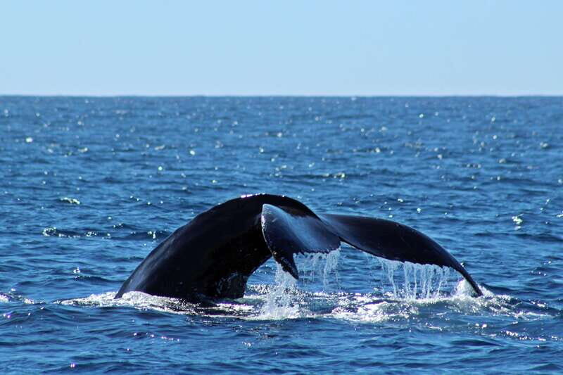 Cabo San Lucas: Whale Watching Experience on Catamaran - FAQ