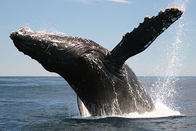 Cabo San Lucas Whale Watching Tour All Included - Who Would Love This Tour?