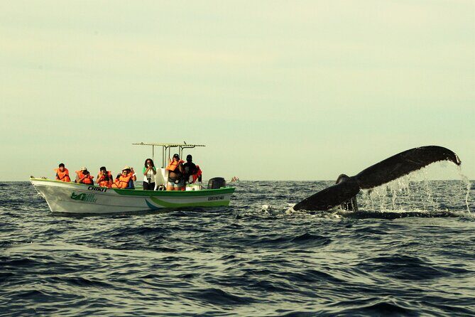 Cabo San Lucas Whale Watching Tour with Photos Included - Who Should Consider This Tour?