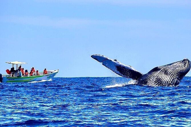 Cabo San Lucas Whale Watching Tour with Photos Included - FAQs