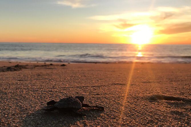 Cabo Turtle Release - The Experience in Detail