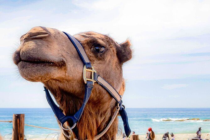 Cabo UTV and Camel Ride Combo - Who Will Love This Tour?