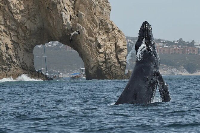 Cabo Whale Watching Tour: 2 Hours at Arch & Lovers Beach - A Closer Look at the Itinerary