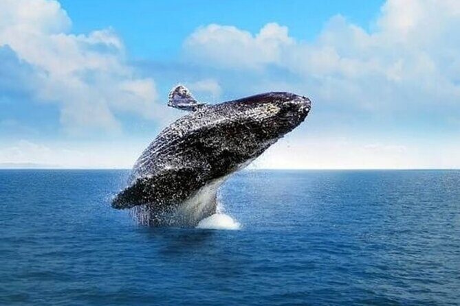 Cabo Whale Watching Tour: 2 Hours at Arch & Lovers Beach - What Makes This Tour Stand Out