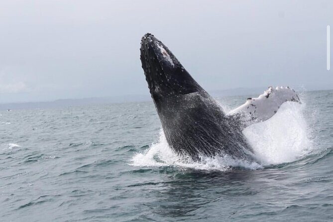 Cabo Whale Watching Tour: 2 Hours at Arch & Lovers Beach - Authentic Encounters and Practicalities