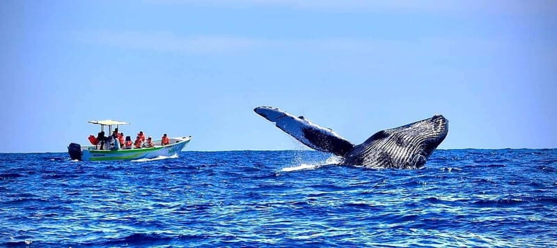 Cabo: Whale-Whatching Boat Trip w/ All-Women Crew and Photos - An In-Depth Look at the Cabo Whale-Watching Tour