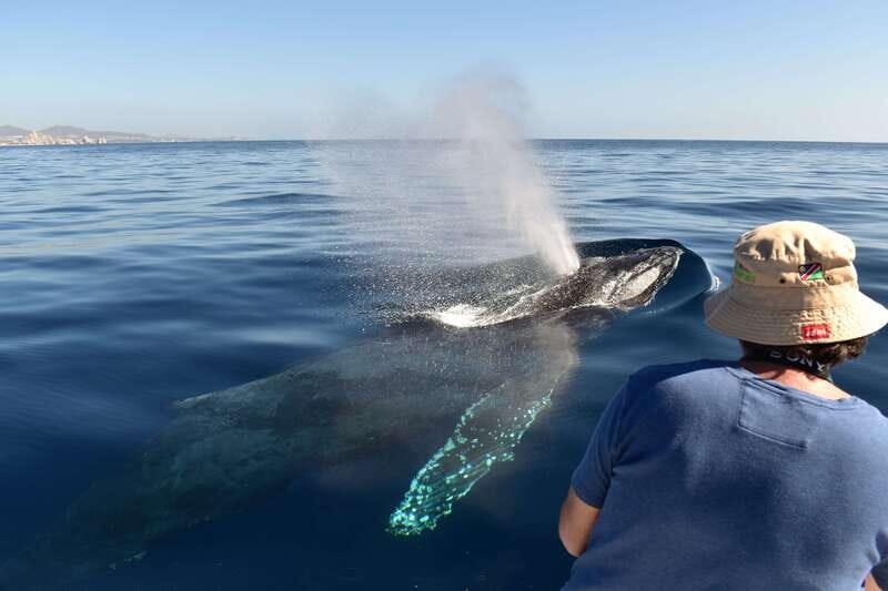 Cabo: Whale-Whatching Boat Trip w/ All-Women Crew and Photos - FAQ