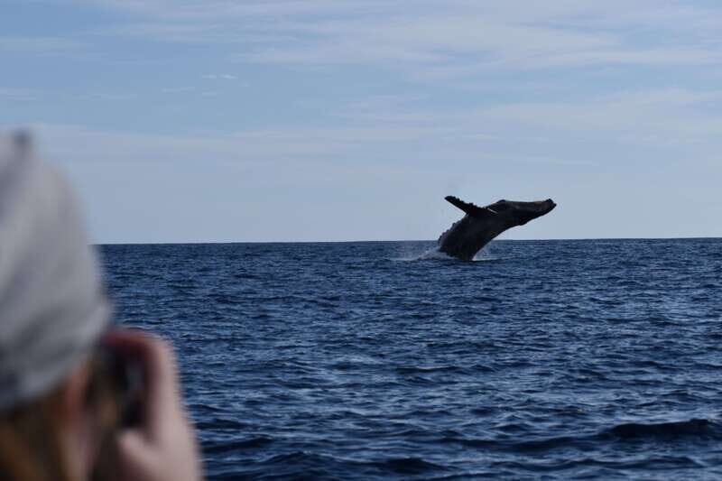 Cabo: Whale-Whatching Boat Trip w/ All-Women Crew and Photos - Final Thoughts