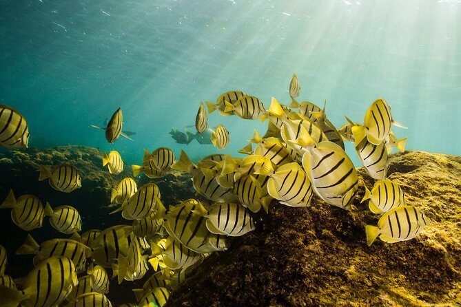 Cabo Wildlife SAFARI - Key Points