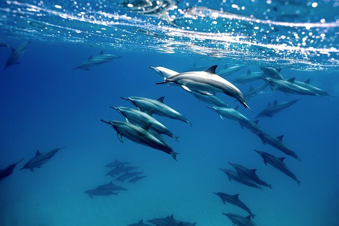 Cabo Wildlife SAFARI - Authentic Encounters and Insights