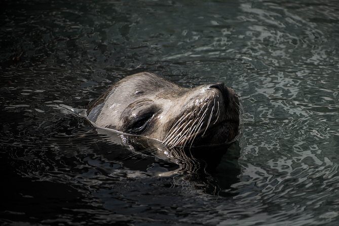 Cabo Wildlife SAFARI - Analyzing the Value