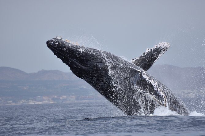 Cabo Wildlife SAFARI - Who is This Tour Best For?