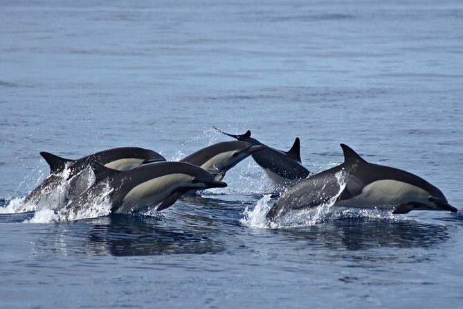 Cabo Wildlife SAFARI - The Sum Up