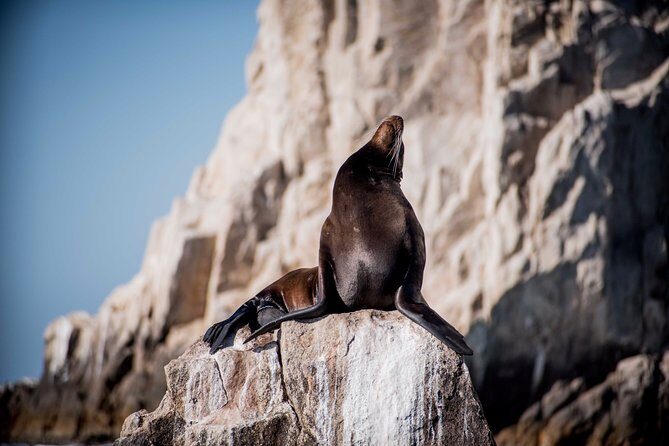Cabo Wildlife SAFARI - FAQ