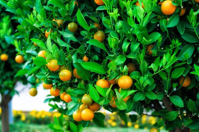 Cabrio Bus Safari at the Taurus Mountains from Side - What the Tour Means for You