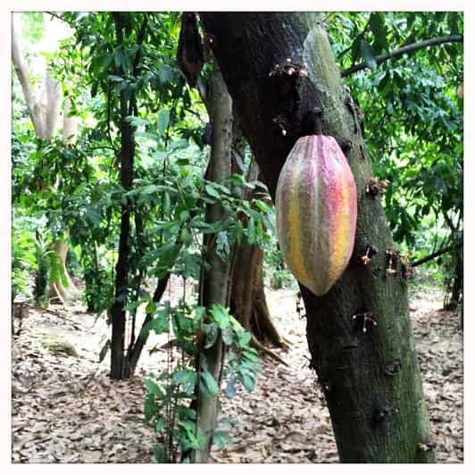 Cacao Experience Tour - Key Points