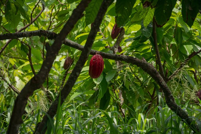Cacao Farm Excursion Day Trip From Guayaquil - Itinerary and Activities