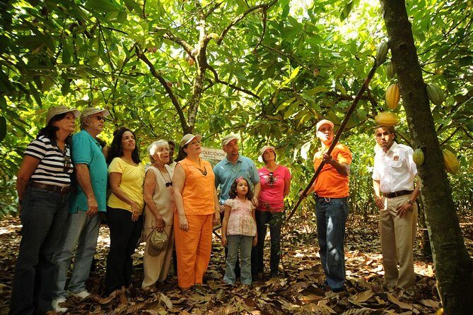 Cacao Plantation and Chocolate Factory Tour- Chocolate Lovers - An In-Depth Look at the Tour