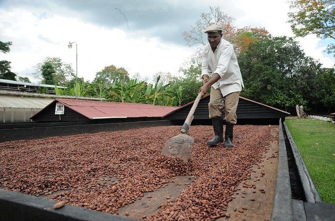 Cacao Plantation and Chocolate Factory Tour- Chocolate Lovers - FAQs