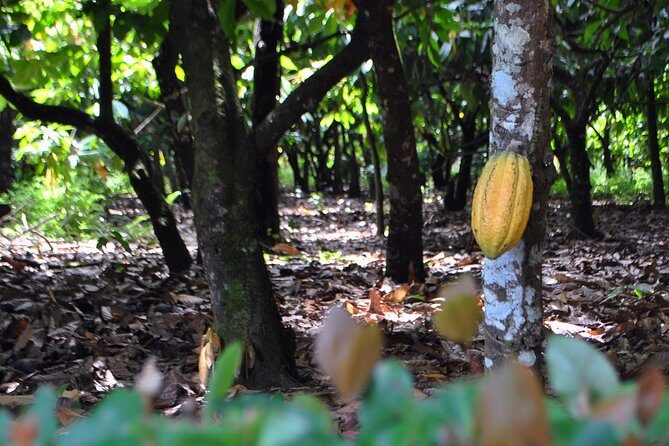 Cacao trail and making of chocolate tour from Santo Domingo - Key Points