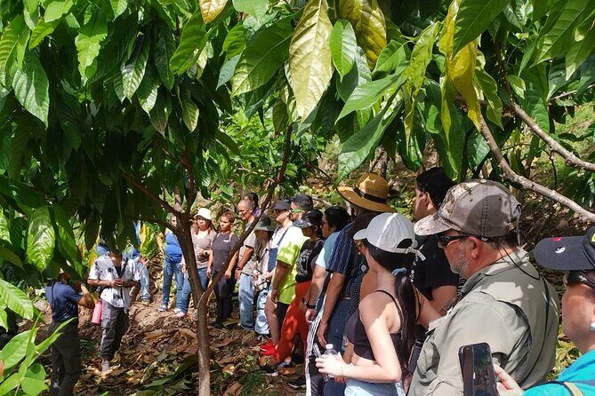 Cacao Walking Tour in Puerto Rico - Introduction: A Sweet Education in Puerto Rican Cacao