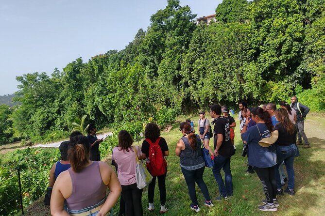 Cacao Walking Tour in Puerto Rico - What’s Included and What’s Not