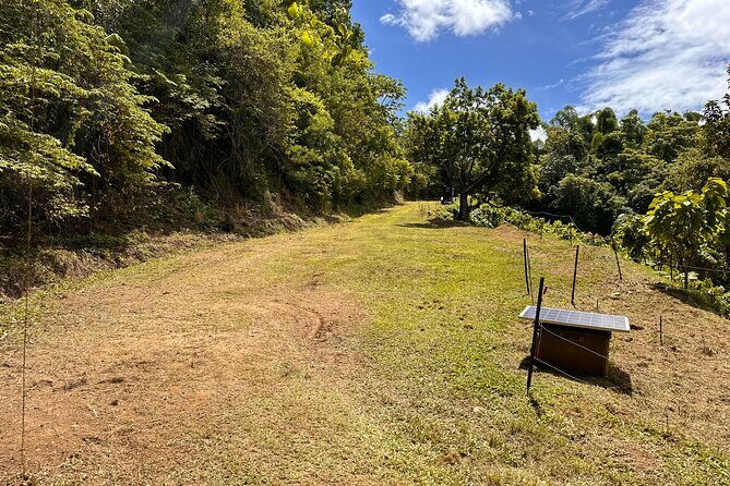 Cacao Walking Tour in Puerto Rico - Practical Details and Group Size
