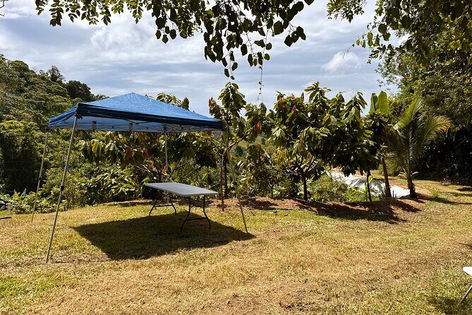 Cacao Walking Tour in Puerto Rico - Who Will Love This Tour?