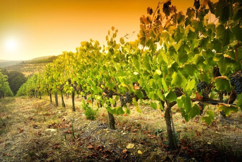 Cáceres: Winery Tour and Wine Tasting with Local Guide - Authentic Experiences and Authentic Flavors