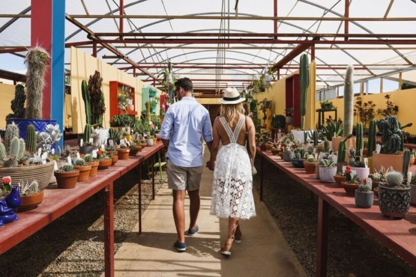 Cactus Country: Entry Ticket - Exploring Cactus Country: A Garden of Surprises