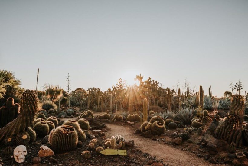 Cactus Country: Entry Ticket - The Café and Mexican Flavors