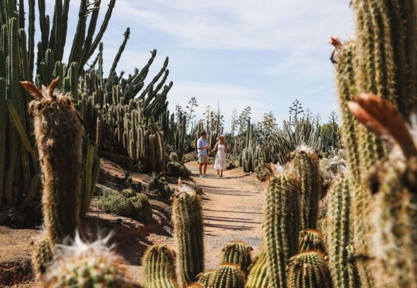 Cactus Country: Entry Ticket - What the Reviews Say