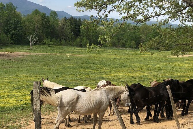 Cades Cove Jeep Tour - What You Can Expect: The Itinerary