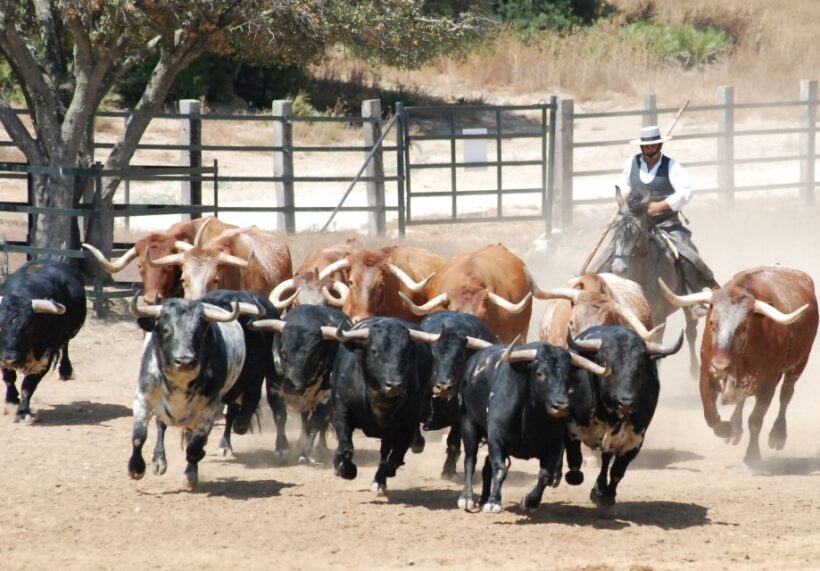 Cadiz: Andalusian Horses and Bulls Country Show - The Authenticity and Cultural Significance