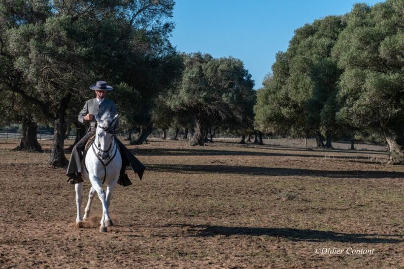 Cadiz: Andalusian Horses and Bulls Country Show - Practical Details and Tips for Travelers