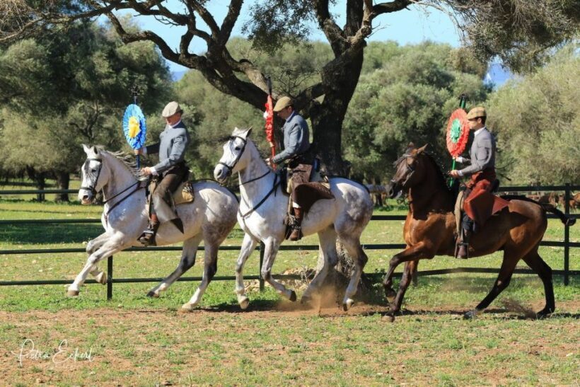 Cadiz: Andalusian Horses and Bulls Country Show - The Experience as Described by Visitors