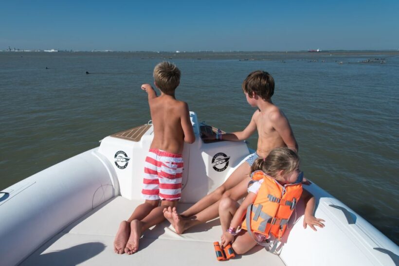 Cadzand: Seal Discovery Boat Tour with Glass of Champagne - Key Points