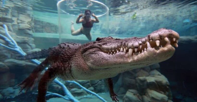 "Cage Of Death" Crocodile Swim and Entry to Crocosaurus Cove - Key Points