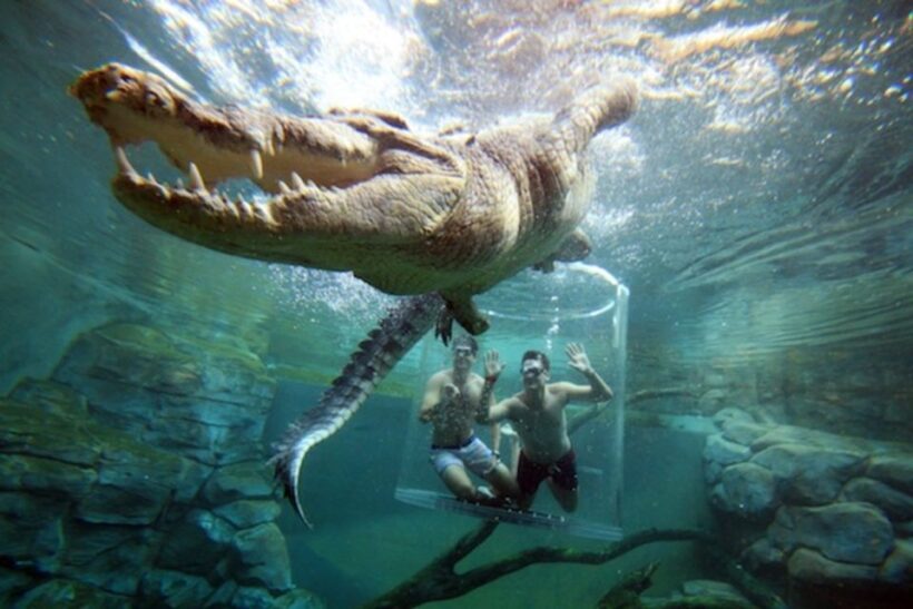 "Cage Of Death" Crocodile Swim and Entry to Crocosaurus Cove - What Is the Cage of Death Experience?