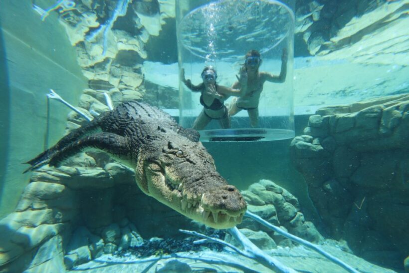 "Cage Of Death" Crocodile Swim and Entry to Crocosaurus Cove - What to Expect During Your 15 Minutes in the Cage