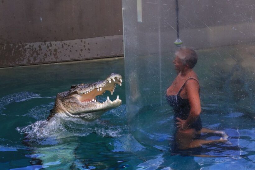 "Cage Of Death" Crocodile Swim and Entry to Crocosaurus Cove - Price and Value