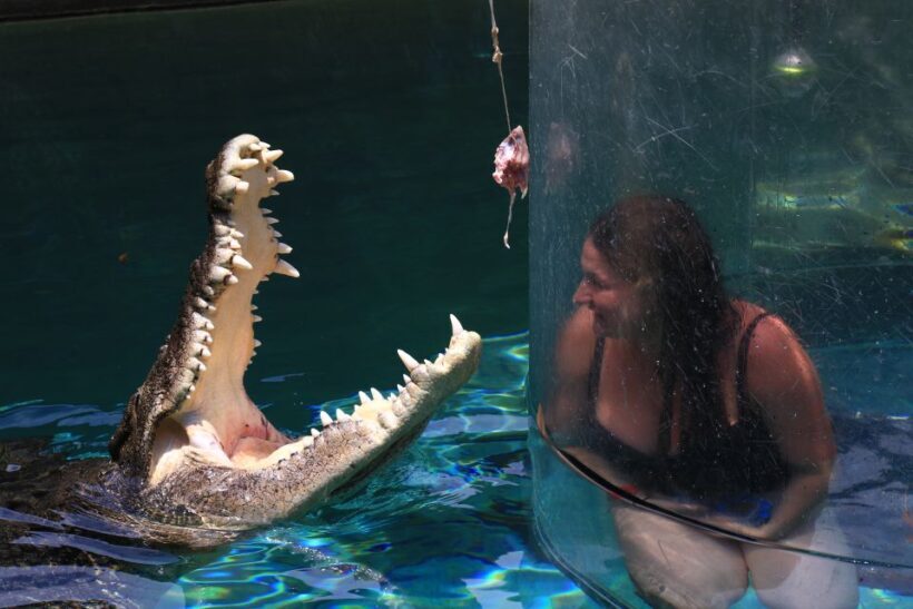 "Cage Of Death" Crocodile Swim and Entry to Crocosaurus Cove - Practical Tips for Visitors