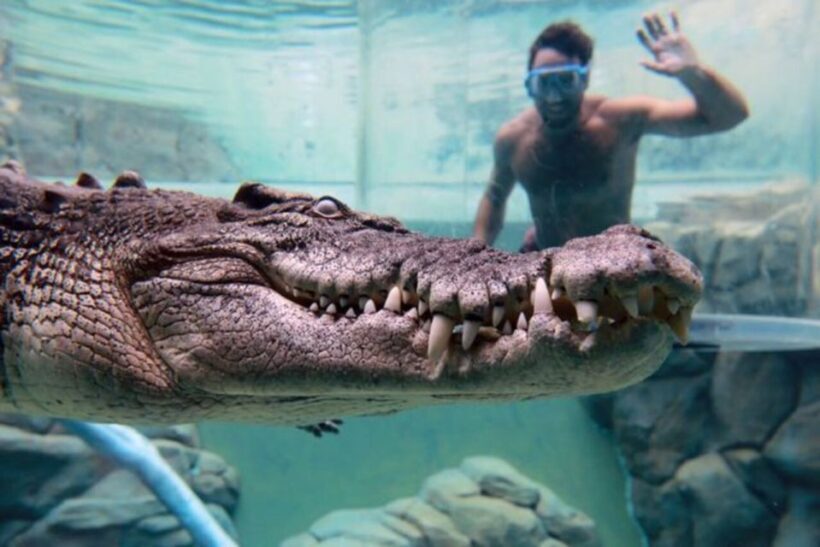 "Cage Of Death" Crocodile Swim and Entry to Crocosaurus Cove - Who Will Love This Experience?