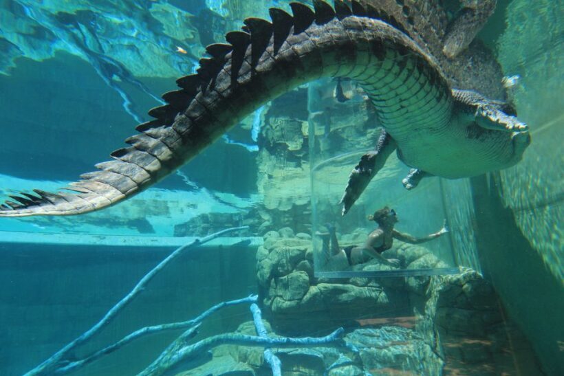 "Cage Of Death" Crocodile Swim and Entry to Crocosaurus Cove - Final Thoughts