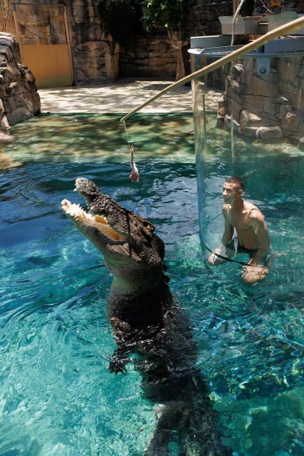 "Cage Of Death" Crocodile Swim and Entry to Crocosaurus Cove - FAQ