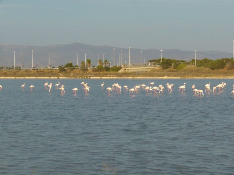 Cagliari: Bike Tour in the Flamingo Oasis - Pricing and Value