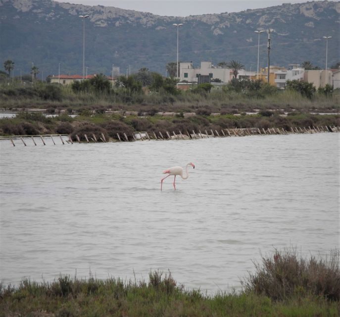 Cagliari: Bike Tour in the Flamingo Oasis - Practical Tips for Participants