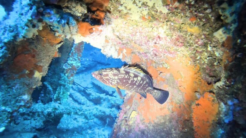 Cagliari: Discover scuba diving for Beginners - The Sum Up