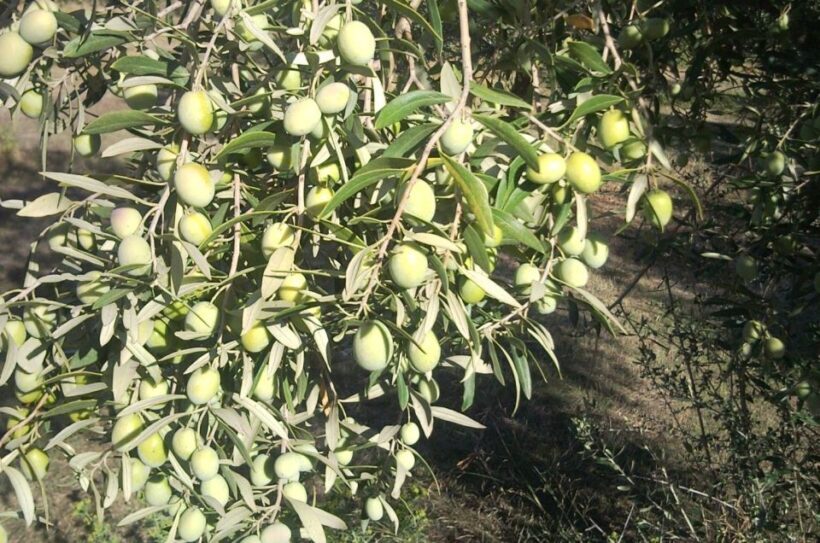 Cagliari: Exclusive Extra Virgin Olive Oil Tour at Museum - FAQs
